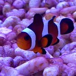 Zoomarket (Oktyabr'skaya Street No:27), petshop  Novomoskovsk'tan