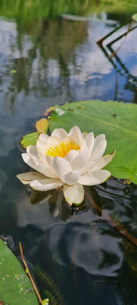 Plaj Пляж, Riazanskaya oblastı, foto