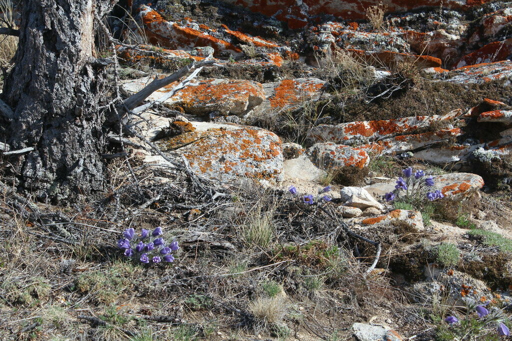 Dağ zirvesi Гора Талгой, İrkutskaya oblastı, foto