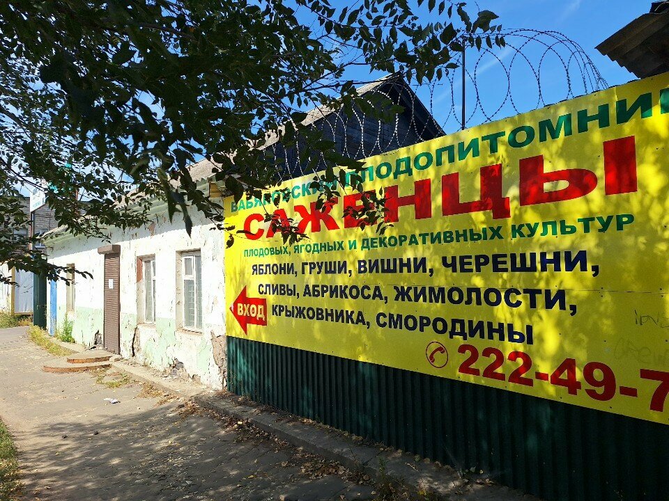 Fidan yetiştiriciliği Бабяковский плодопитомник, Voronej, foto