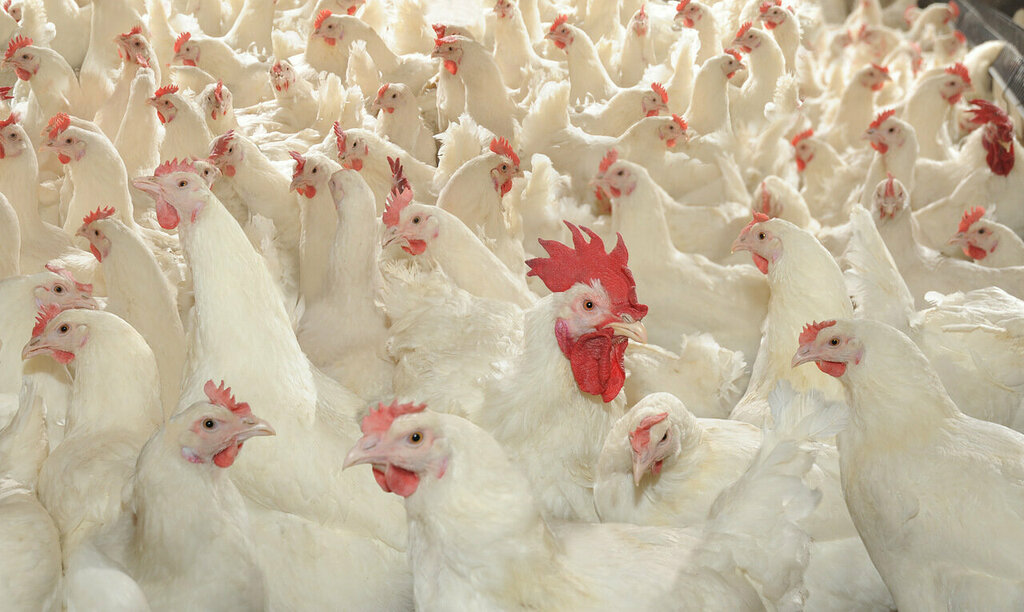 Kümes hayvanları çiftliği Группа Черкизово Васильевская птицефабрика РС Башмаковский, Penzenskaya oblastı, foto