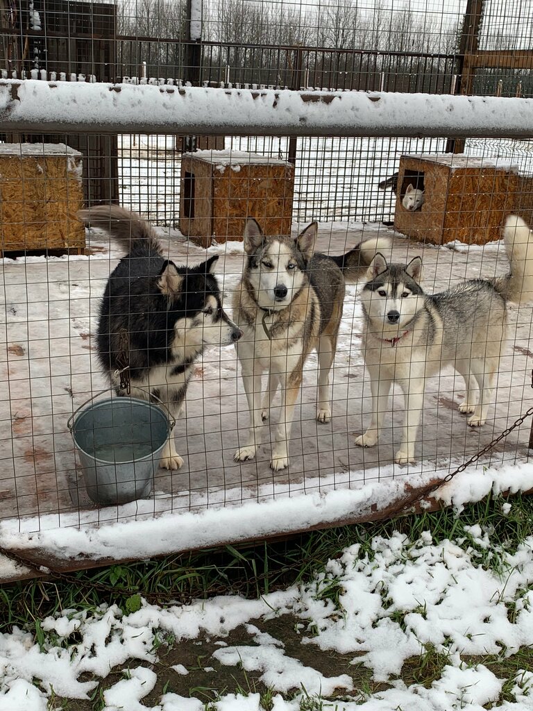 Tatil köyleri Фабрика Хаски, Arhangelskaya oblastı, foto