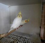 Gür Kuş Cenneti (Adana, Kozan, Saimbeyli Cad., 130), petshop  Kozan'dan