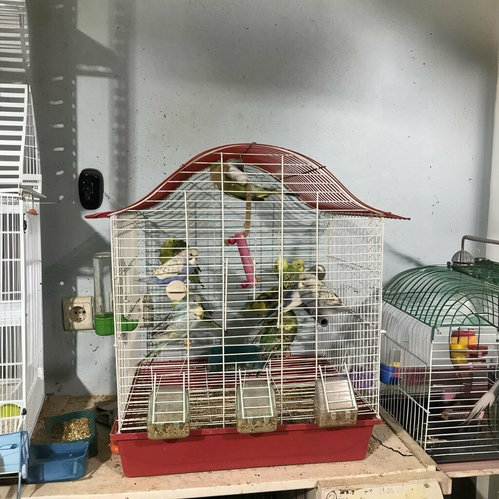 Petshop Saray Kuş Evi, Siverek, foto