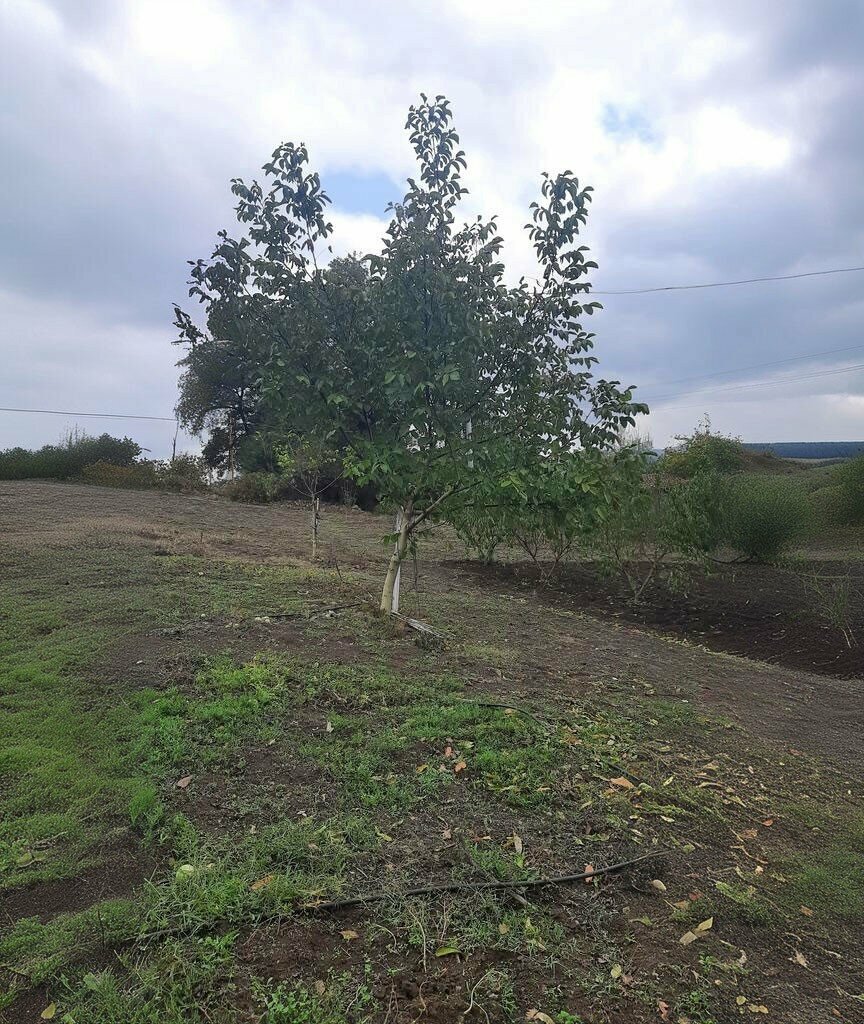 Muhtarlıklar Maltepe Köy Muhtarlığı, Çan, foto