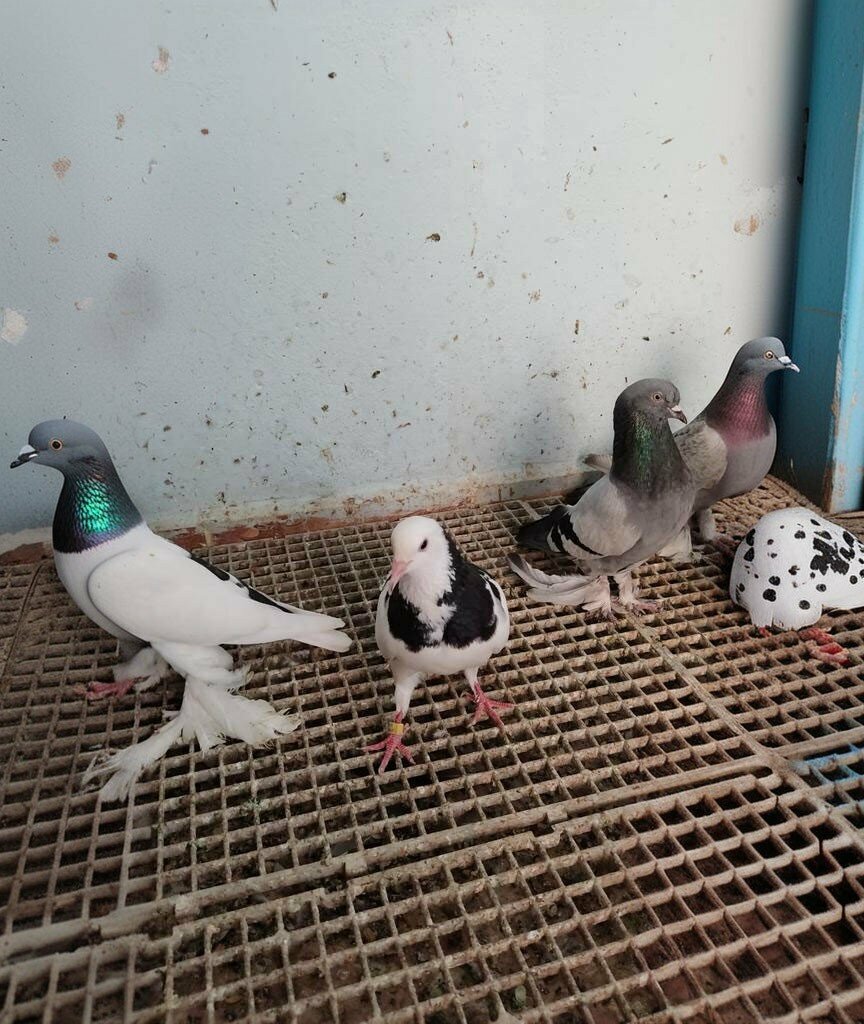 Petshop Saray Kuş Evi, Siverek, foto