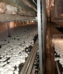 Müpa Mantar (Uzunbey Mah., Bayraktar Yolu Sok., No:62, Kartepe, Kocaeli), gıda üreticileri  Kartepe'den