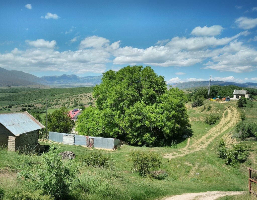 Muhtarlıklar Ardıçlı Köy Muhtarlığı, Şiran, foto