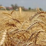 Girginler Tarım (Edirne, İpsala, Aliçopehlivan Köyü, Aliçopehlivan Köyü), tarım firmaları  İpsala'dan