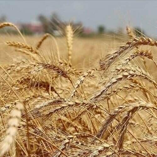 Tarım firmaları Girginler Tarım, İpsala, foto