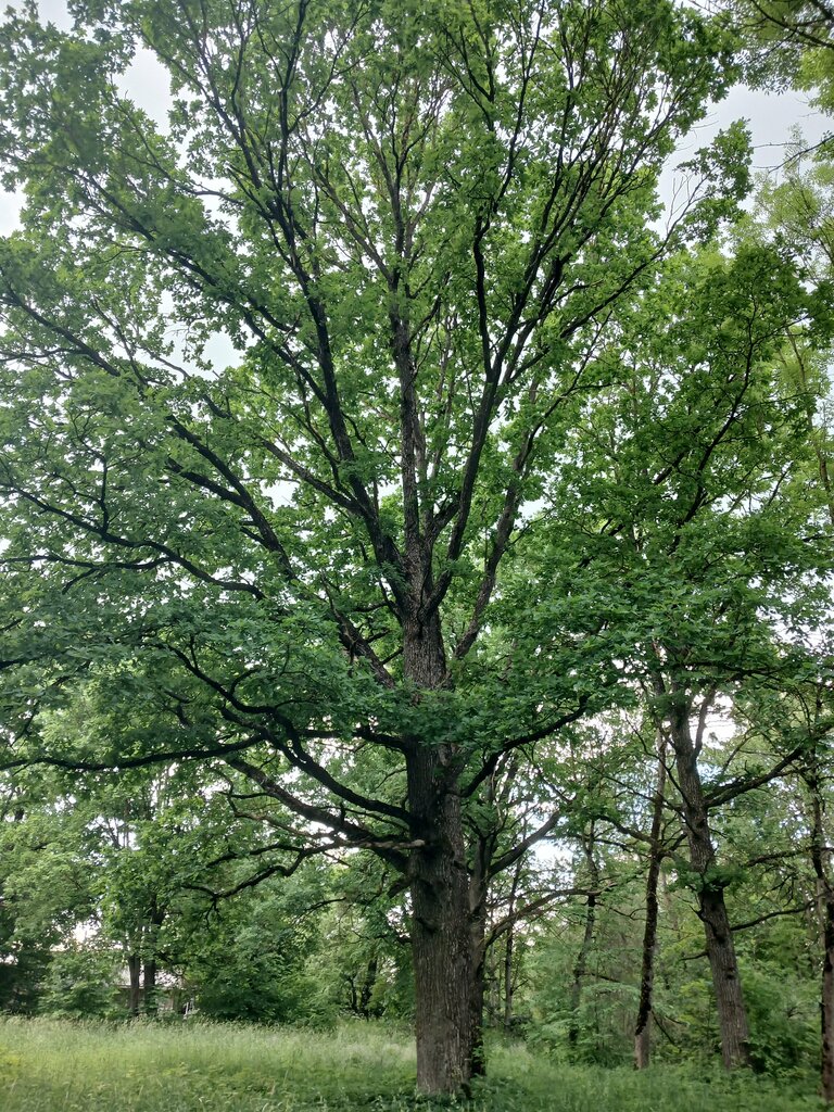 Kültür ve eğlence parkları парк усадьбы П.А. Румянцева-Задунайского, Saint‑Petersburg ve Leningradskaya oblastı, foto