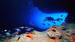 Dolphin Turizm (Antalya, Alanya, Çarşı Mah., İskele Cad., 23), dalış kulüpleri ve eğitim merkezleri  Alanya'dan