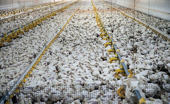 Kanatlı hayvan ürünleri ve yumurta Sohar Poultry Company S. A. O. G., Sharjah, foto