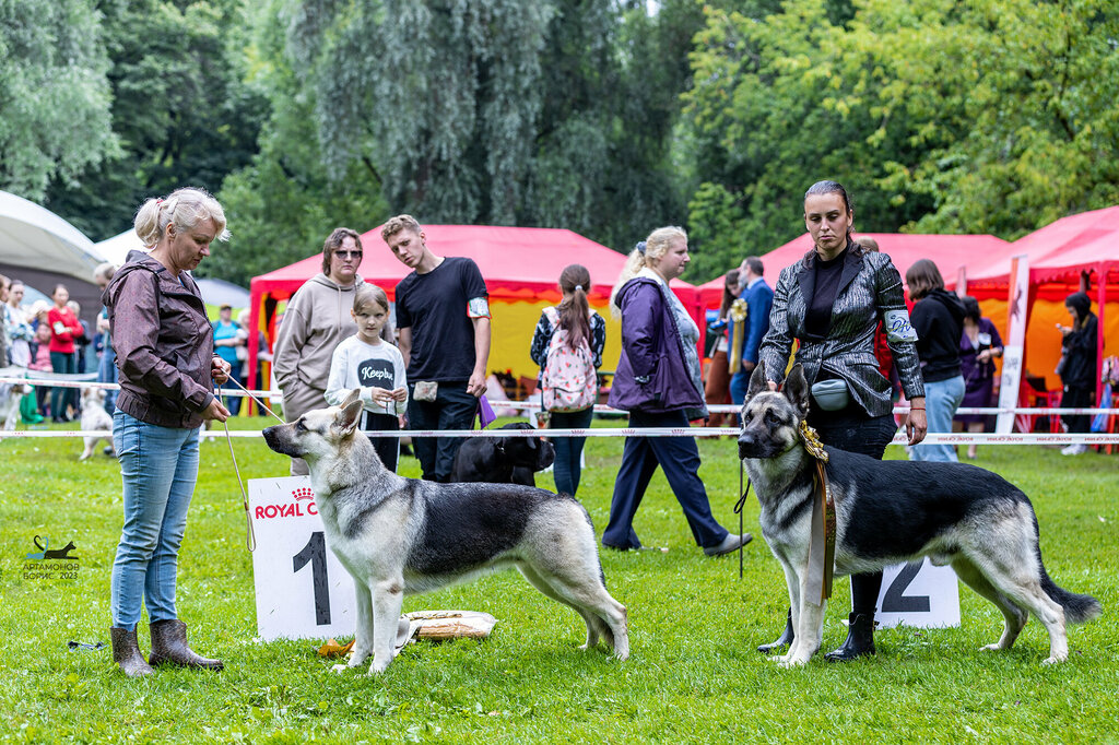 Köpek hizmeti Альфа Дог, Puşkino, foto