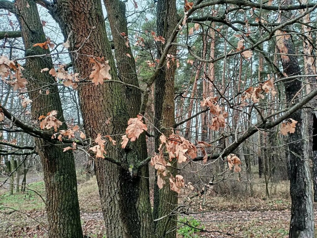 Orman урочище Гремячее, Belgorodskaya oblastı, foto