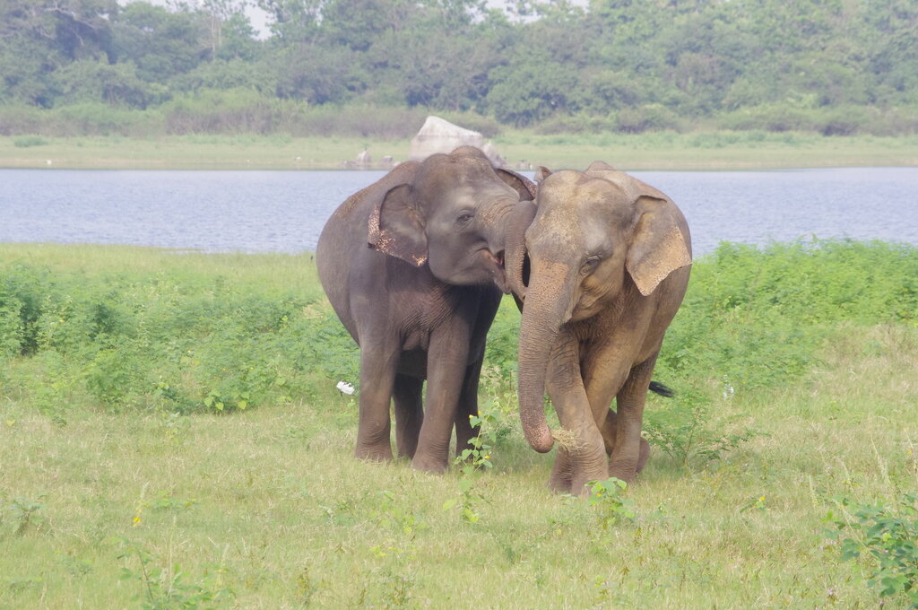 Otel Sigiri Choona Lodge, , foto
