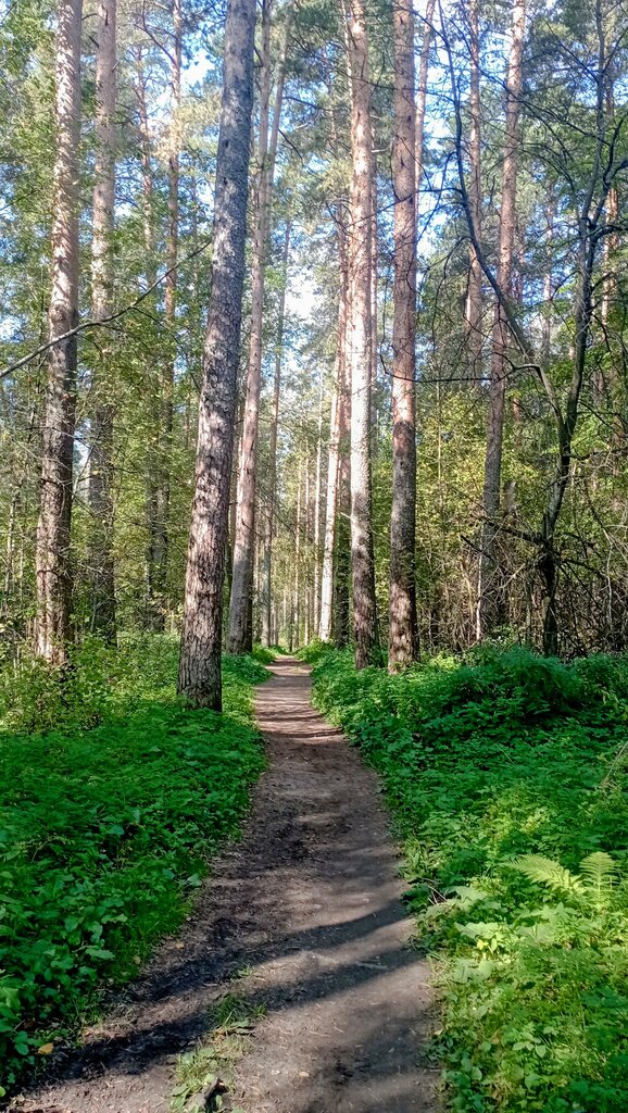 Kültür ve eğlence parkları парк Лобанка, Kostromskaya oblastı, foto