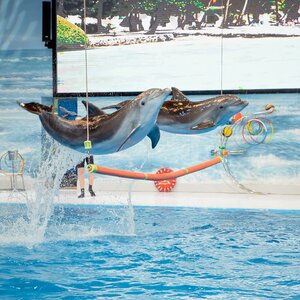 Creek Park Exotic Bird Show (11, Al Riyadh Street, Umm Hurair 2, Umm Hurair, Bur Dubai, Dubai), atraksiyon  Dubai'den