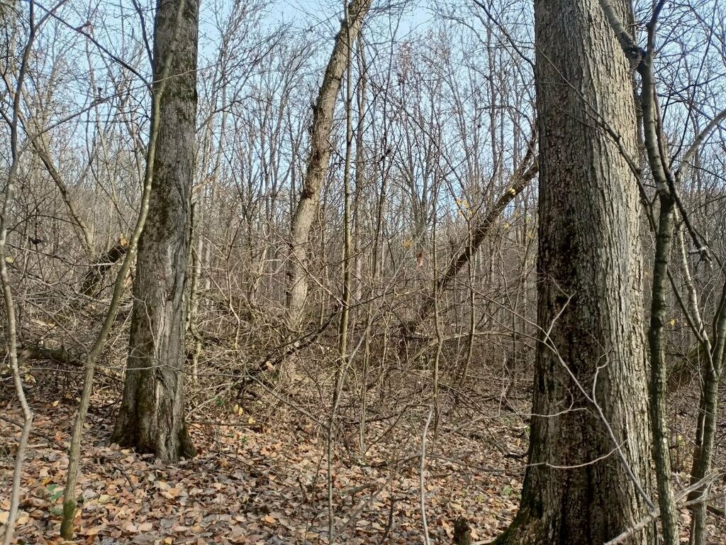 Orman урочище Марково-Церковное, Belgorodskaya oblastı, foto