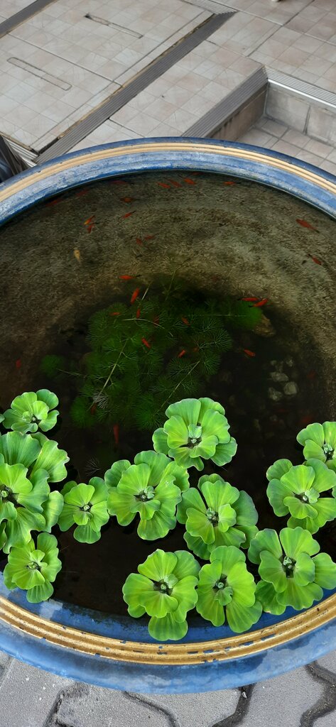 Otel Beachspot, Pattaya, foto