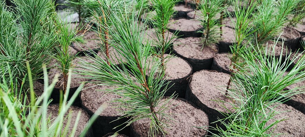 Fidan yetiştiriciliği Время с толком, Novaya Ladoga, foto