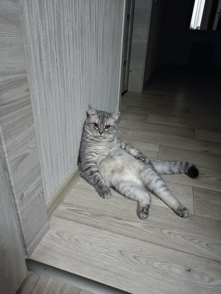 Petshop Guabi Natural, Moskova, foto