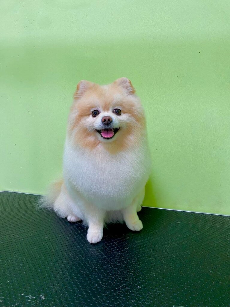 Evcil hayvan kuaförleri Pixi Pets Groomig Salon, Tiflis, foto
