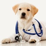 Свой доктор (1-ya Kovrovaya ulitsa No:67/2), petshop  Rostov‑na‑Donu'dan