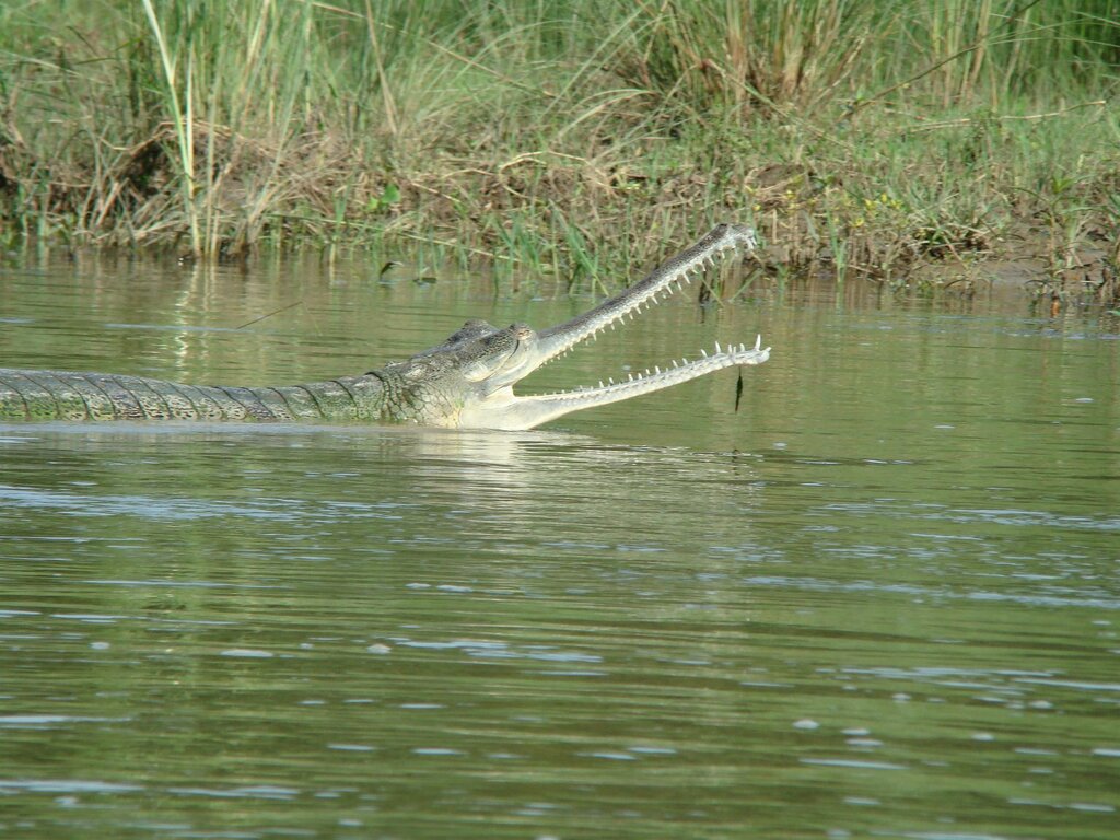 Otel Jungle Wildlife Camp, , foto