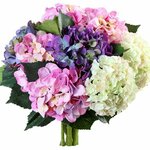 Blanca Flowers (Distrital Rimac, Avenida 9 de Octubre, 500), çiçekçiler  Lima Bölgesi'nden