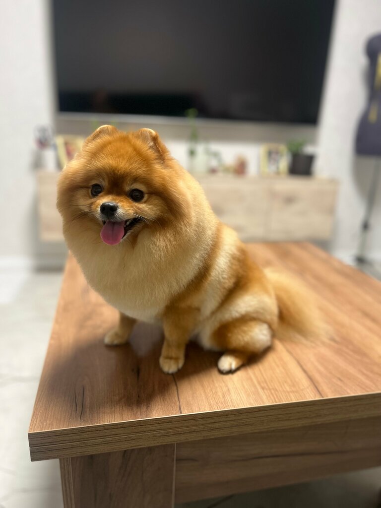 Evcil hayvan kuaförleri Medog, Samara, foto