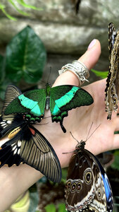 Fly-Fly Tropical Butterfly Park (Republic of Bashkortostan, gorodskoy okrug Ufa, Kirovskiy District, Verkhnetorgovaya ploshchad, 1), eğlence merkezleri  Ufa'dan