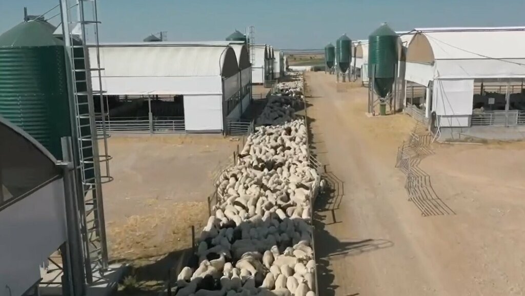 Veteriner materyalleri ve ekipmanları Sheep Handling Systems, Taşkent, foto