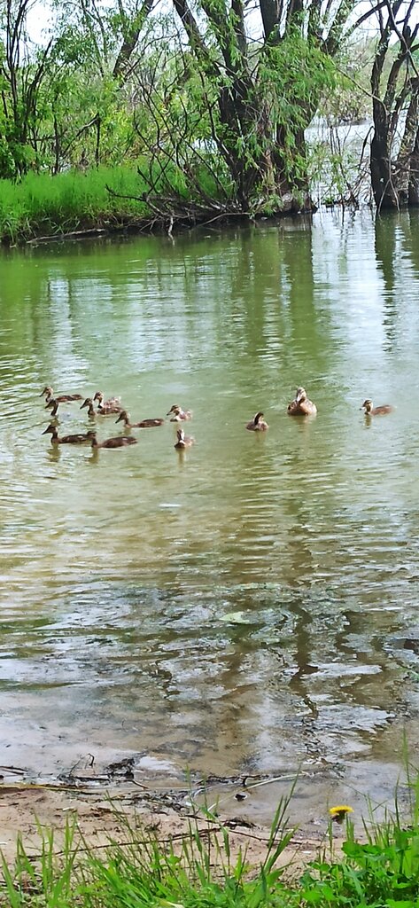 Plaj Пляж, Riazan, foto