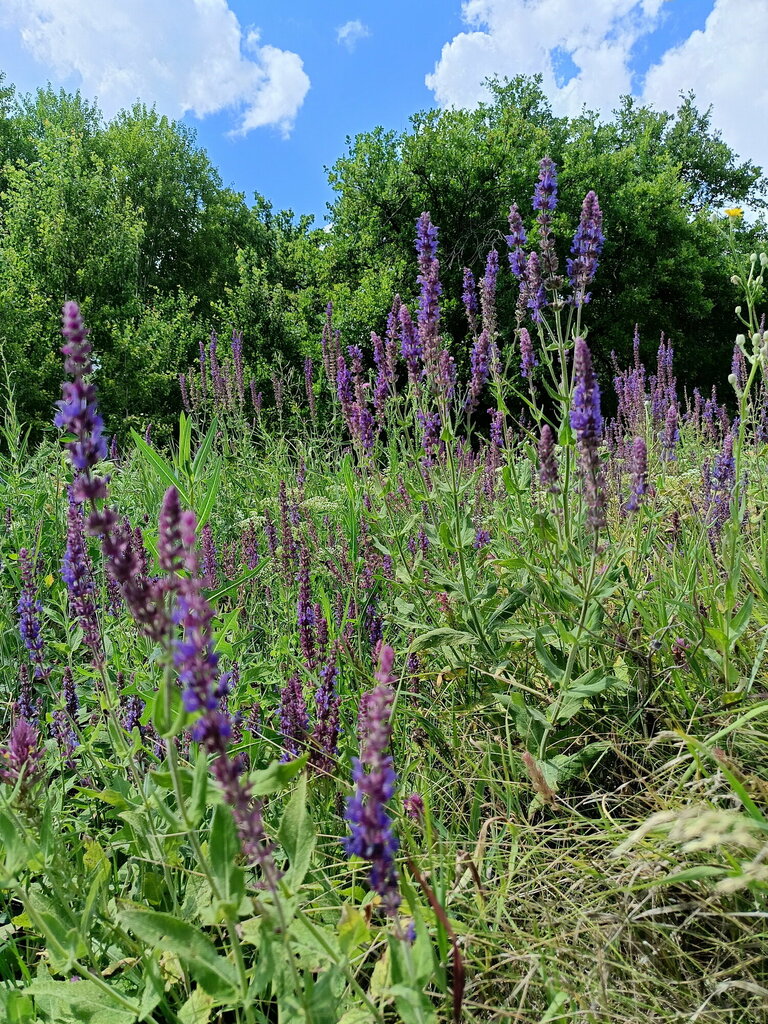 Doğa Ландшафтно-гидрогеологический памятник природы Урочище Золотой ключ, Orenburgskaya oblastı, foto