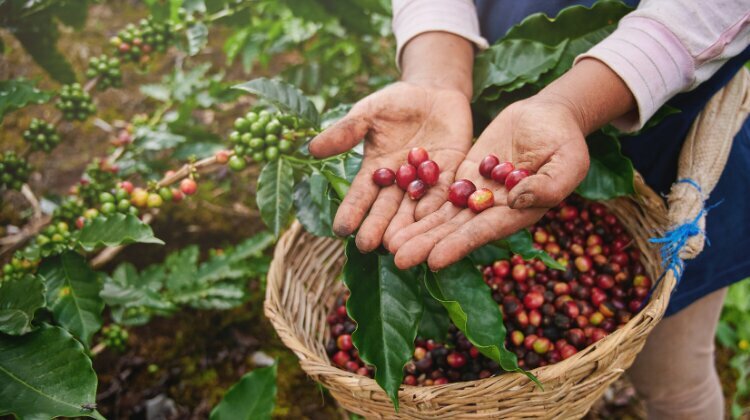 Kahve dükkanları Rootraft Coffee Toros, Adana, foto