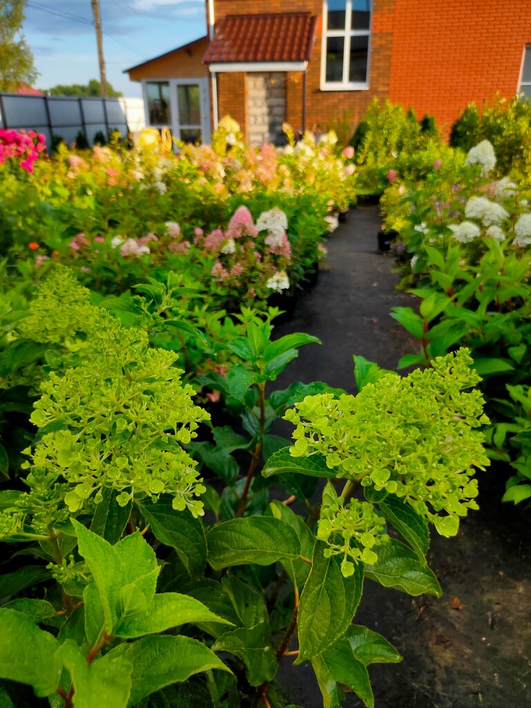 Fidan yetiştiriciliği Savinasad, Vladimirskaya oblastı, foto