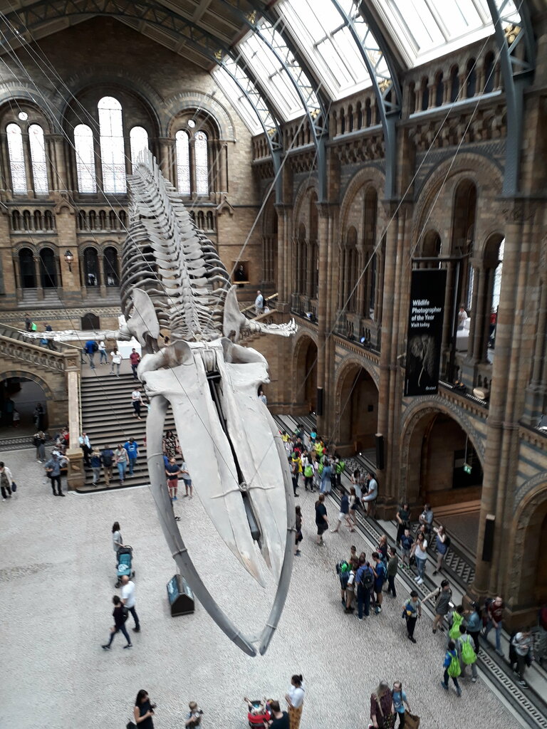 Müzeler ve sanat galerileri Londra Doğal Tarih Müzesi, Londra, foto