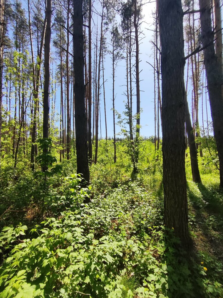 Orman Придонская роща, Voronej, foto
