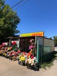 Искусственные цветы (Kommunalnaya ulitsa No:1, stanitsa Kazanskaya), yapay bitki ve çiçek  Rostovskaya oblastından