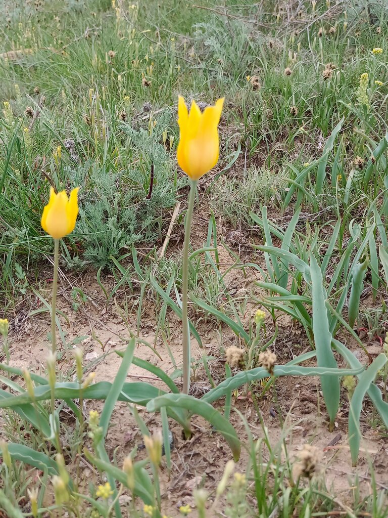 Doğa koruma alanı Ile-Balkhash State Natural Reserve, Almatı eyaleti, foto