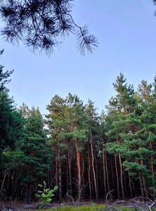 Сосновый лес (Rostov Region, Semikarakorskiy rayon, Novozolotovskoye selskoye poseleniye, Sosnovy les), orman  Rostovskaya oblastından