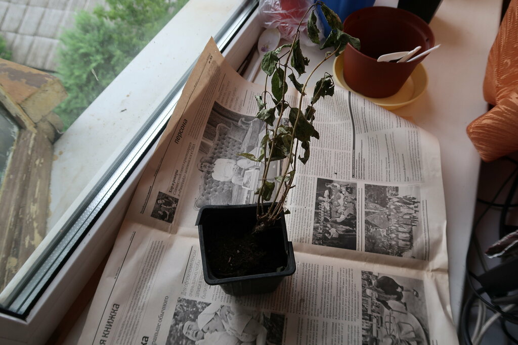 Fidan yetiştiriciliği Садовые Ноты, Tverskaya oblastı, foto