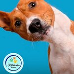 Zoobanda (Anapskoye Highway No:32к4), petshop  Anapa'dan
