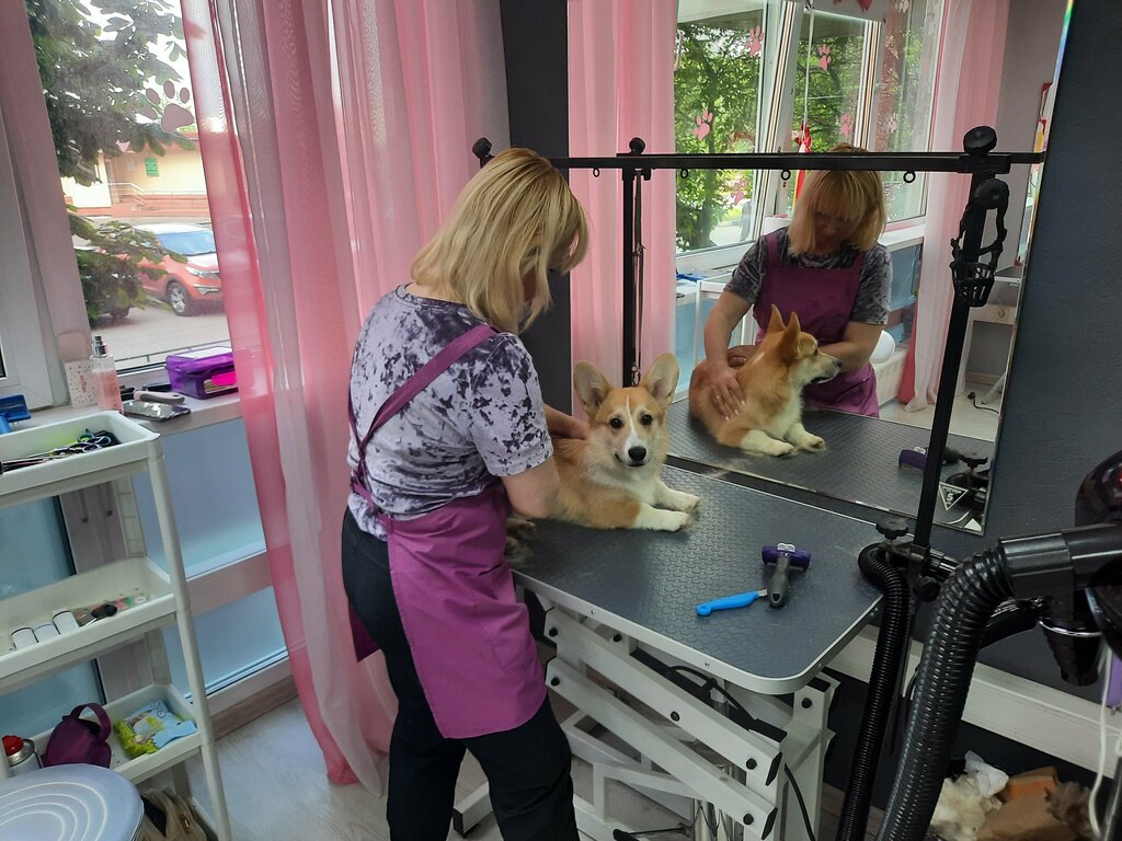 Evcil hayvan kuaförleri ArrMurr, Dzerjinski, foto