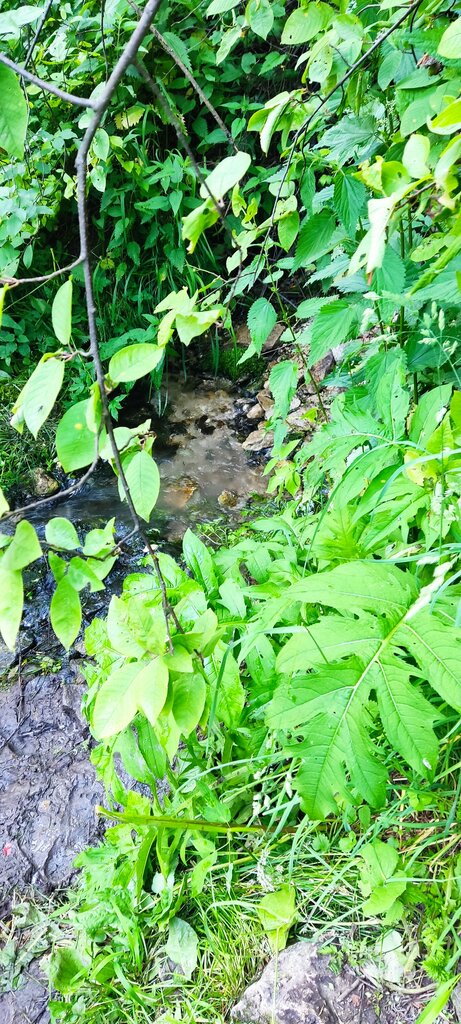 Pınar, çay Spring, stream, Tulskaya oblastı, foto