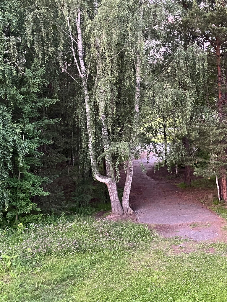 Doğa Дерево 41, Sverdlovskaya oblastı, foto
