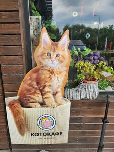 Cats Coffee (Lenina Street No:16), kafe  Lobnia'dan
