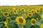 Coperagro (Santa Cruz de la Sierra, Avenida Octavo Anillo), tarım firmaları  Dünya'dan
