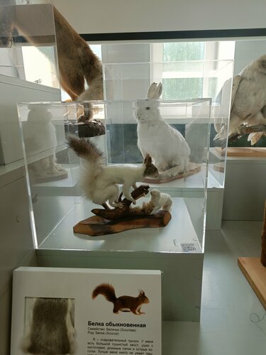 Müzeler ve sanat galerileri Краеведческий музей, Strejevoy, foto